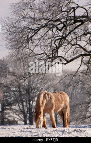Braving the sub zero temperatures, Horse at Three Mile Lane, Keele ...