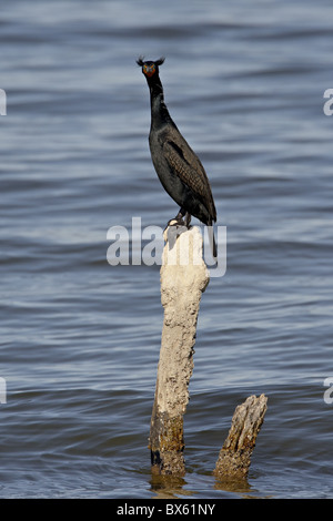 Double crested Cormorant in Breeding Plumage Stock Photo - Alamy