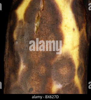 Anthracnose Colletotrichum musae a storage disease on ripe banana fruit ...