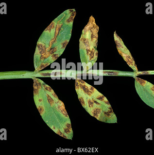 Leaf spot (Mycosphaerella pinodes) on snow pea crop, Thailand Stock ...