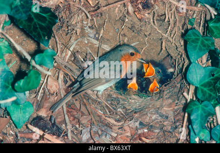 Robin Erithacus rubecula adult at nest Stock Photo - Alamy