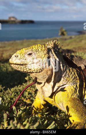galapagos land iguana Stock Photo - Alamy