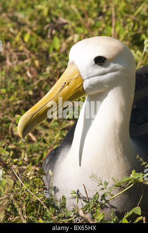 Waved Albatross (Phoebastria irrorata), side view - in flight at sea ...