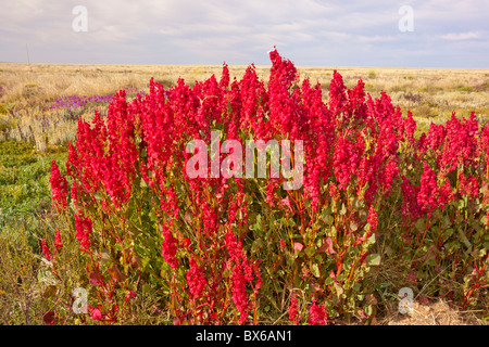 Red wild hops on the Barrier Highway between Broken Hill and Wilcannia ...