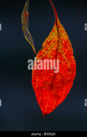 A deciduous leaf Stock Photo - Alamy