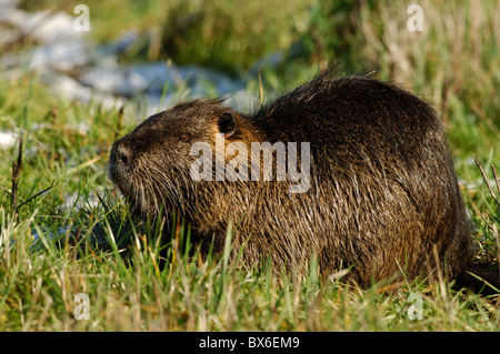 Nutria, (Myocastor coypus Stock Photo - Alamy
