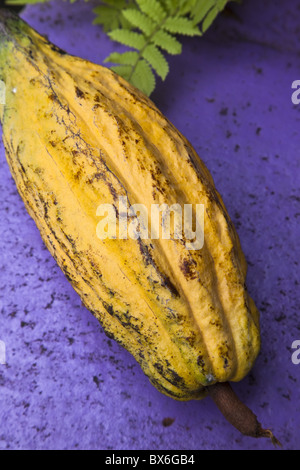 Close-up of yellow cacao pod with dry cocoa seeds on wooden background ...