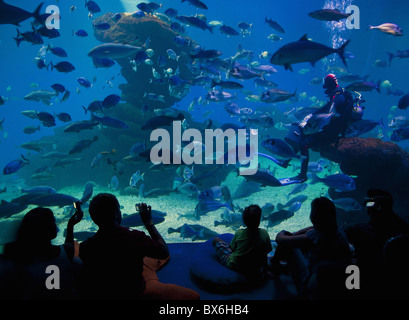 Palma Aquarium interior with diver feeding fish and sharks Playa de ...