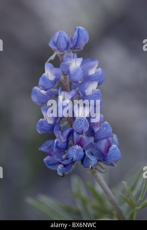Miniature Lupine (Lupinus bicolor Stock Photo - Alamy