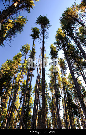 Forest, Yellowstone National Park, Wyoming, USA Stock Photo - Alamy