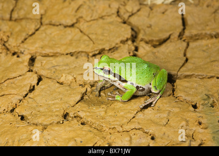 Pacific Tree Frog or Pacific Chorus Frog (Pseudacris regilla) in the ...