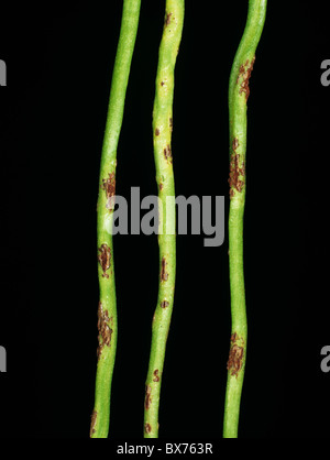 Clover rust Uromyces nerviphilus pustules on the underside of white ...