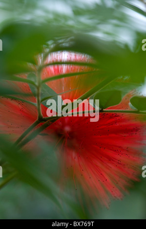 Red Powder Puff plant, Calliandra haematocephala, Kerala, South India ...