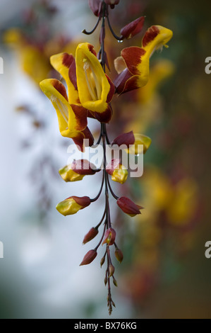 Tropical red and yellow clock vine, Thunbergia mysorensis, growing in ...