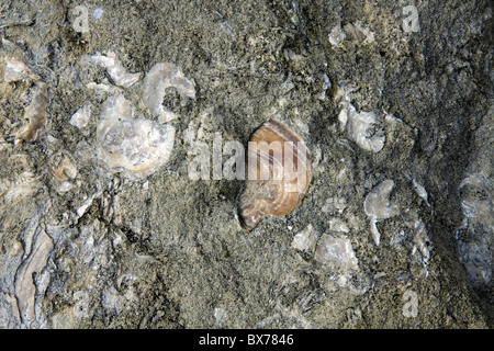 Shell fossils in Jurassic rocks, Skinningrove North Yorkshire Stock ...