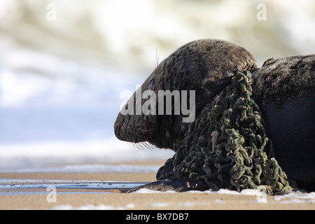 Seal caught with fishing net around neck Stock Photo - Alamy
