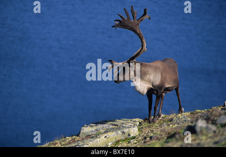 Wild Reindeer, mountains, blue water, autumn Stock Photo - Alamy