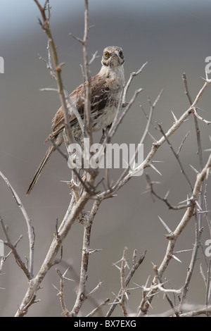 The hood mockingbird (Mimus macdonaldi) also known as the Española ...