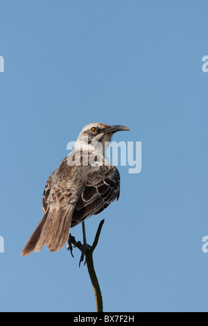 Hood Mockingbird (Mimus macdonaldi) also known as the Espanola ...