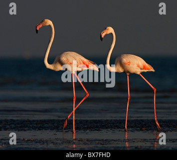 Portrait of a pair of flamingo birds in their natural environment Stock ...