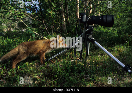 Wild red fox, camerabody, Nikon 300mm, tripod, wildlife, nature Stock ...