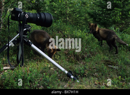 wild red fox - cross fox type, camera body, 300mm, tripod Stock Photo ...