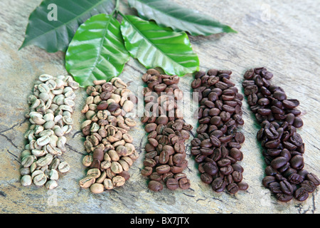 Row of roasted coffee beans in different levels. All on rustic wooden ...