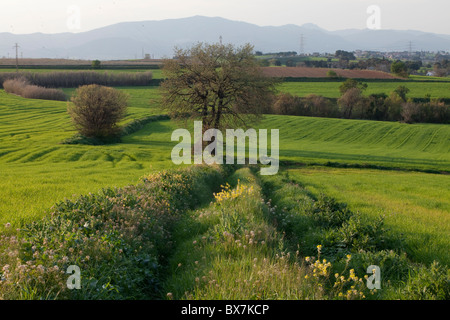 Els Gallecs, Natural Reserve, Mollet del Vallés Vallés Oriental ...
