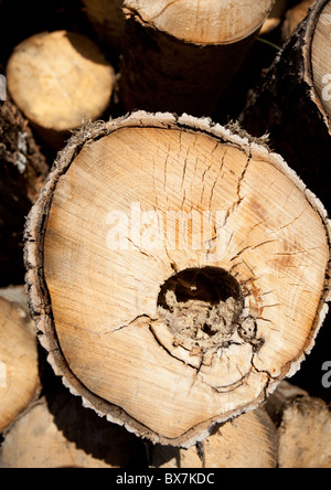 Rotten heartwood of an eurasian aspen ( populus tremula ) log , Finland ...