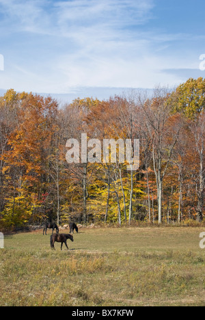 Autumn tree and pasture, blue sky behind Stock Photo - Alamy