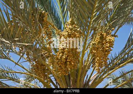 Date palm with bunches of ripe dates, Al Markh, Kingdom of Bahrain ...