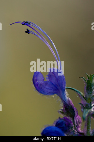 Woolly Blue curls (Trichostema lanatum).highly fragrant, small ...