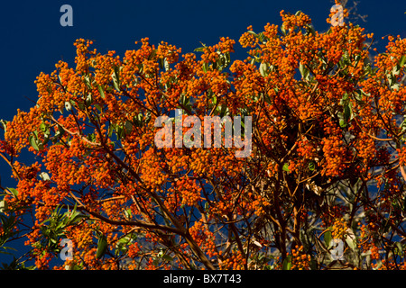 Pacific madrone tree , Arbutus menziesii, and ocean scene Stock Photo ...