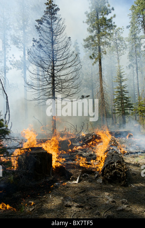 A small forest fire in the western United States Stock Photo - Alamy
