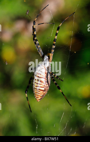 Banded garden spider. Banded garden spider Stock Photo - Alamy