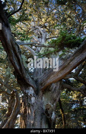 Monterey Cypress bark (Cupressus macrocarpa), Point Lobos State Reserve ...