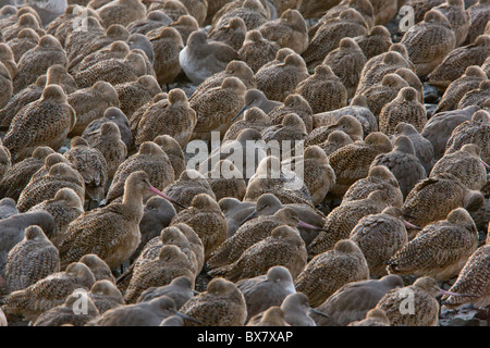 High tide roost of Marbled Godwits and Willets, winter evening, Bodega ...