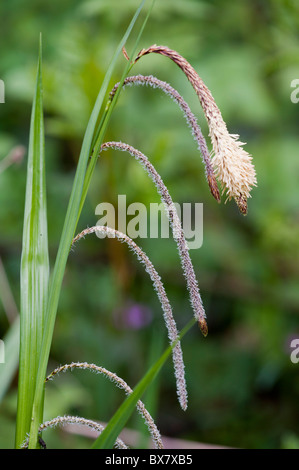 Inflorescence of pendulous sedge (Carex pendula) from western Serbia ...