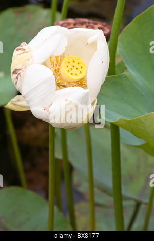 Sacred Lotus flower (Nelumbo nucifera) and its seed pods, Fogg Dam, Northern Territory, NT ...