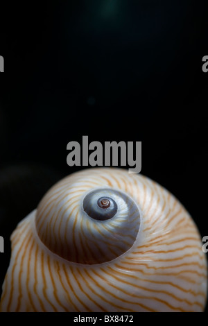 Moon snail shells from Sanibel Island, Florida Stock Photo - Alamy