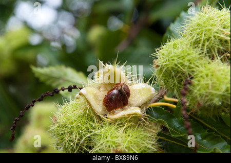 Chestnut tree with spiky green chestnuts photographed in Zürich ...