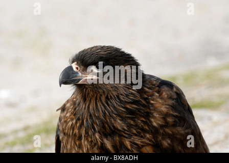 Striated Caracara Phalcoboenus australis Johnny Rook Jack Rook ...
