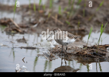Adult Dunlin (Calidris alpina) moulting into breeding plumage, foraging ...