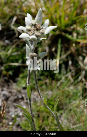 Edelweiss growing in the Swiss Alps Stock Photo - Alamy