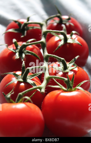 Growing of red salad or sauce tomatoes in greenhouses in Lazio ...