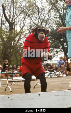 At Twycross Zoo one of the famous PG Tips chimps performs for a crowd ...