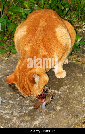 Manx cat eating a captured cottontail rabbit Stock Photo - Alamy