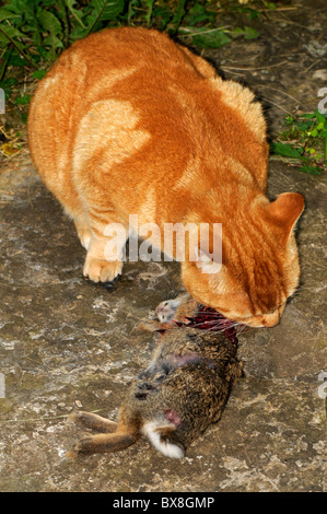 Manx cat eating a captured cottontail rabbit Stock Photo - Alamy