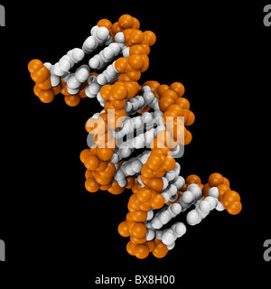 3D space-filling computer model of a DNA molecule Stock Photo - Alamy