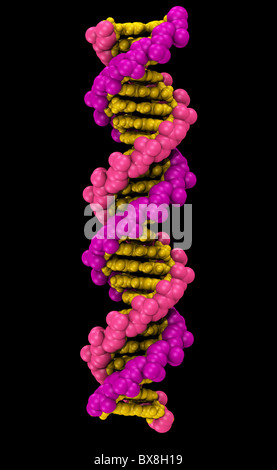 computer generated three dimensional space filling model of DNA ...